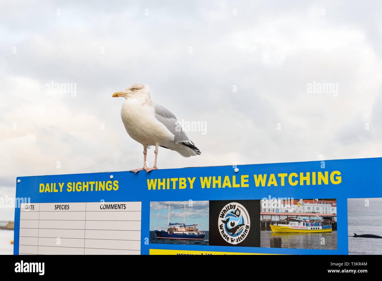 Whitby whale watching hi-res stock photography and images - Alamy