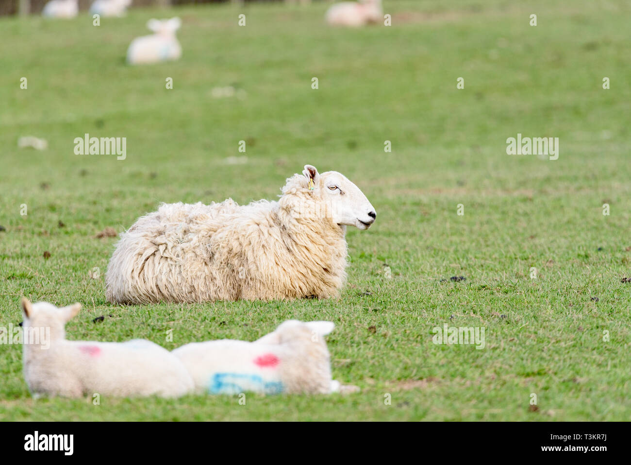 Sheep lying down sheep hi-res stock photography and images - Alamy