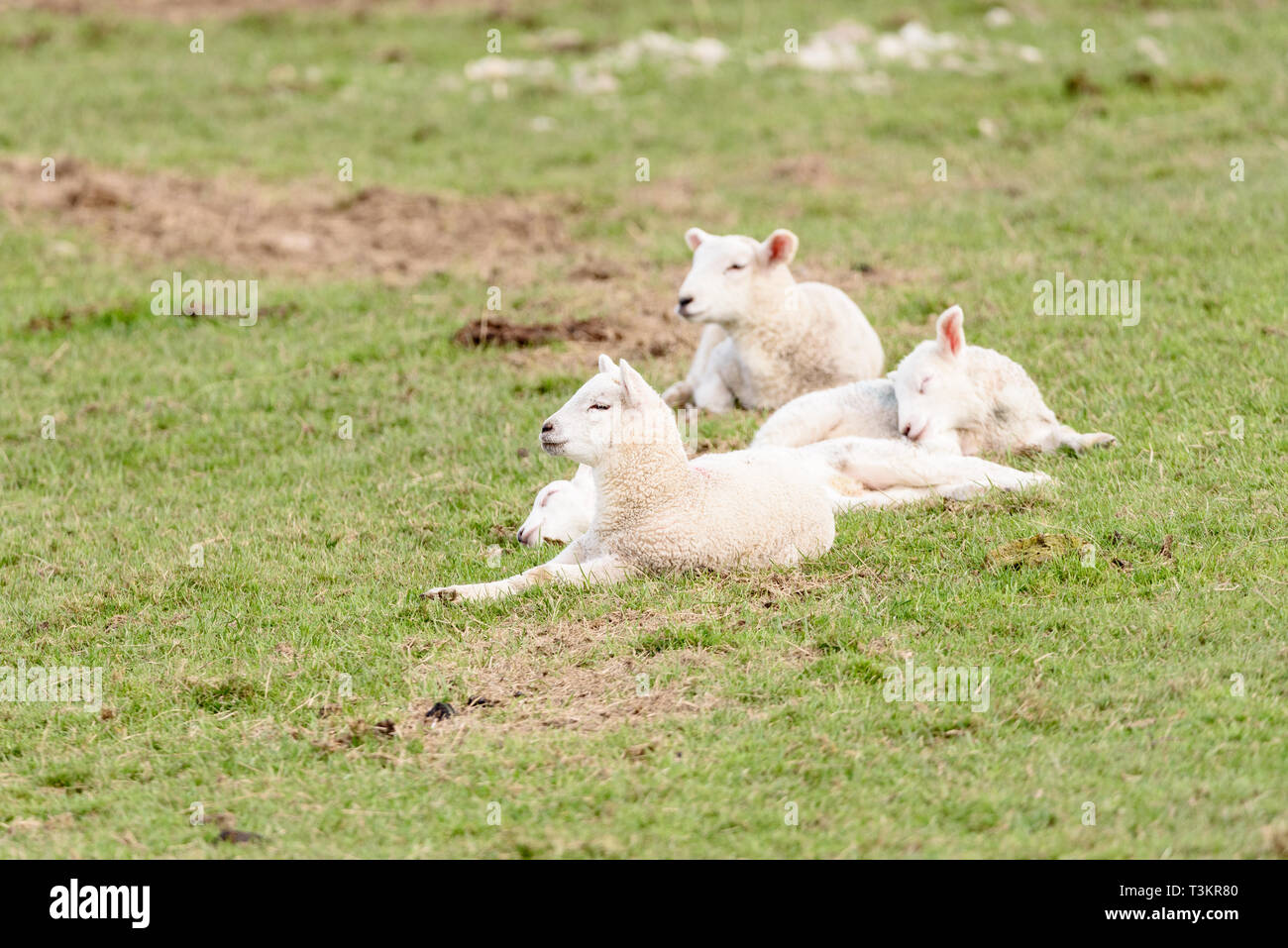 Lambs enjoying their field hi-res stock photography and images - Alamy