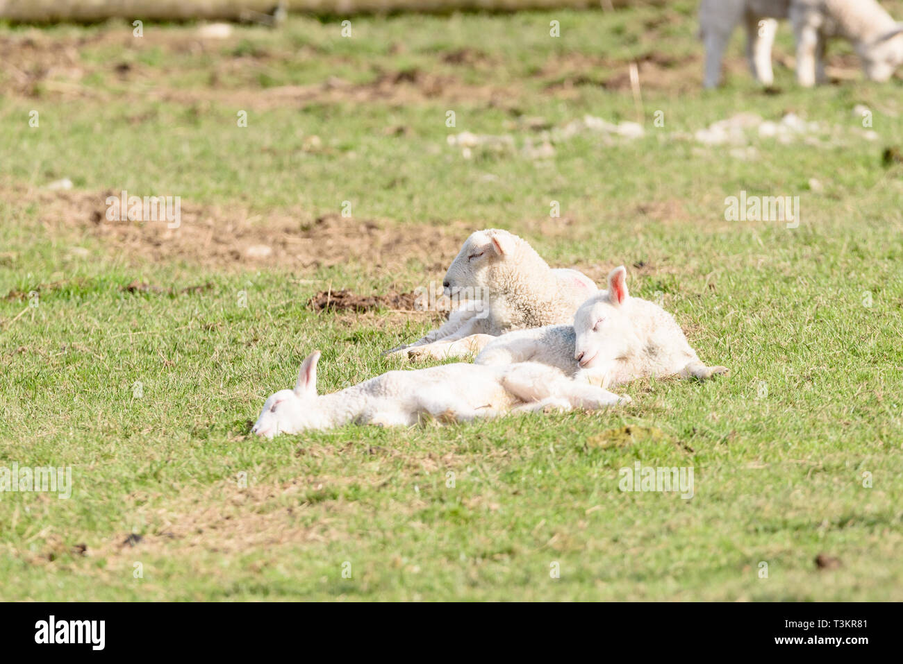 Lambs enjoying their field hi-res stock photography and images - Alamy