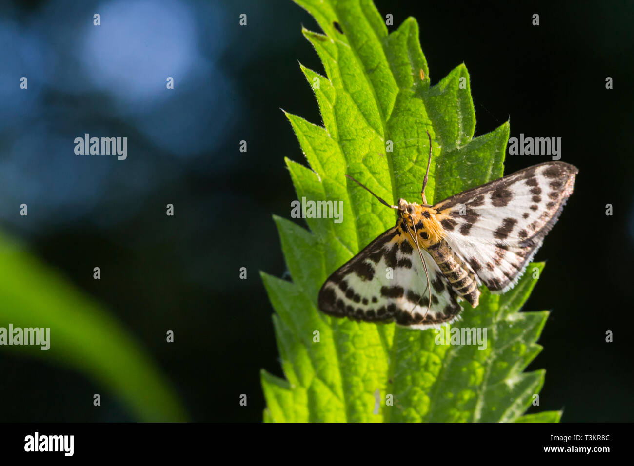 Nettle tree butterfly hi-res stock photography and images - Alamy