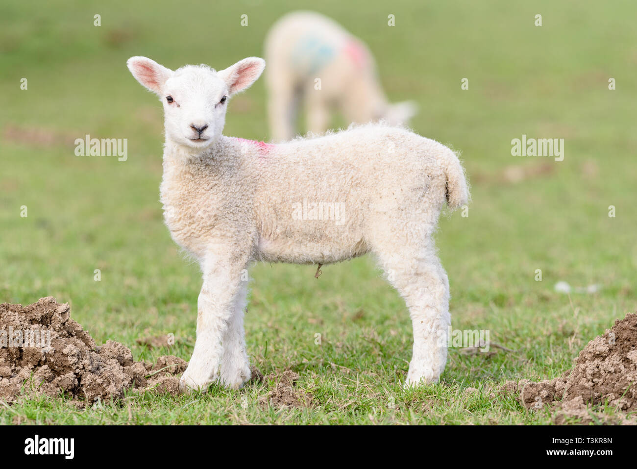 Baby lamb looking to camera hi-res stock photography and images - Alamy