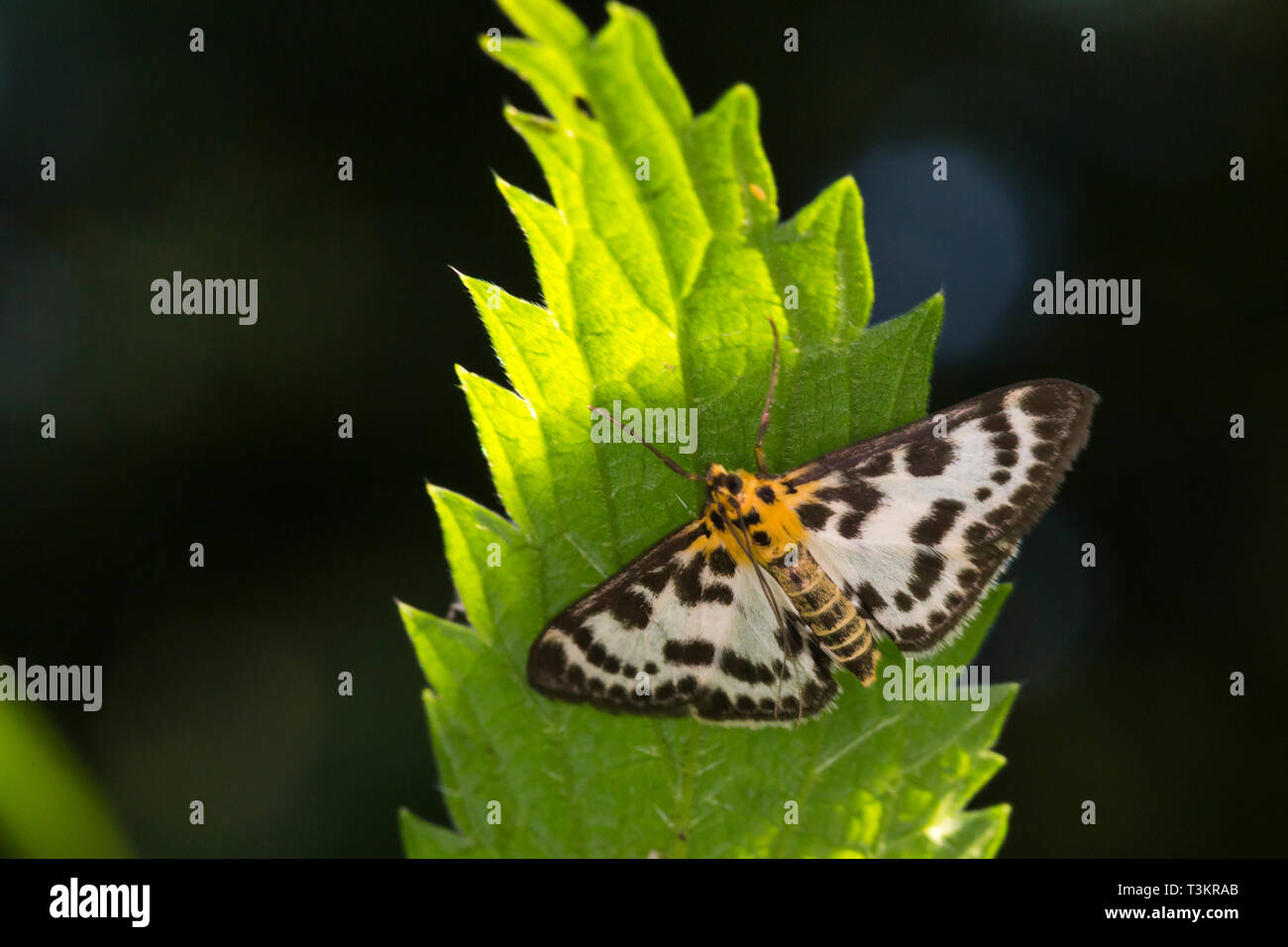 Nettle tree butterfly hi-res stock photography and images - Alamy