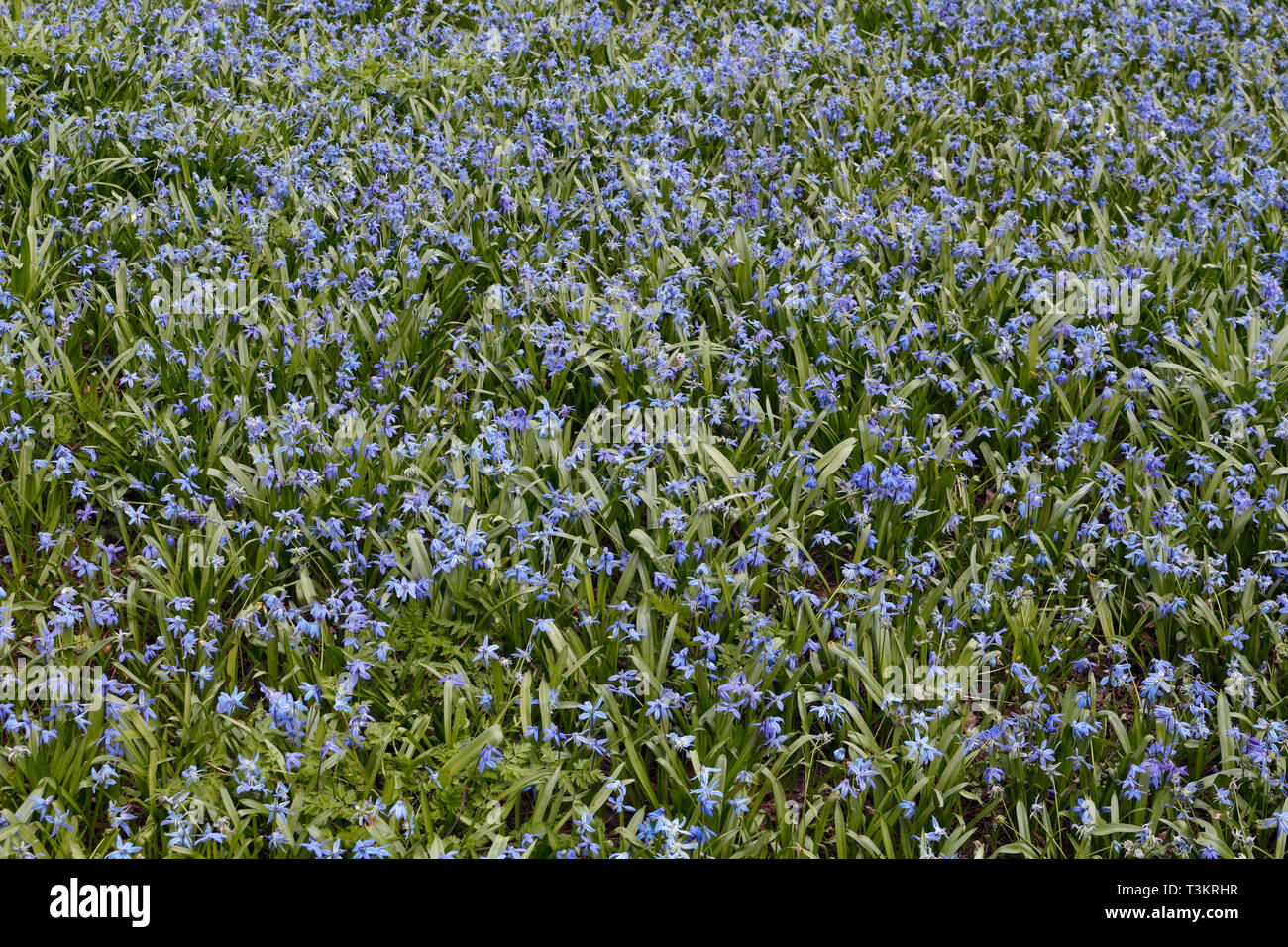 Squill Plants High Resolution Stock Photography and Images - Alamy