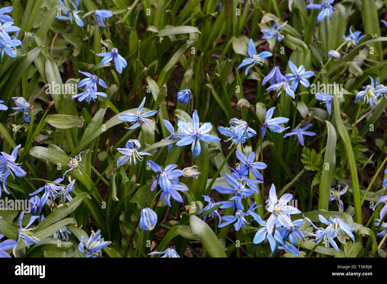 Siberian Squill woodland flowers, Scilla siberica, blue flowers in ...