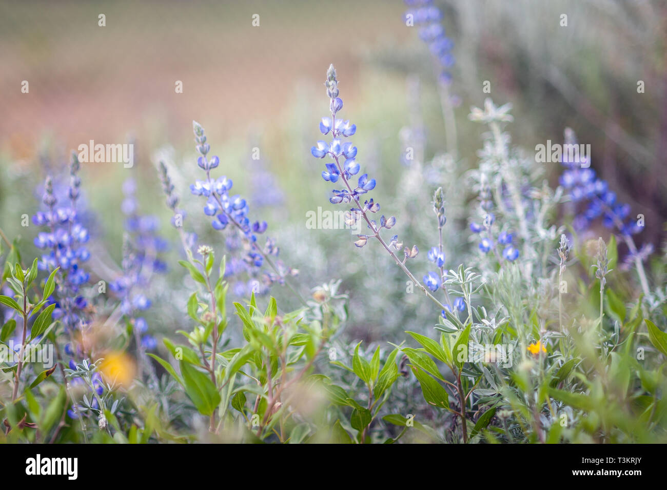 Waterview trail hi-res stock photography and images - Alamy