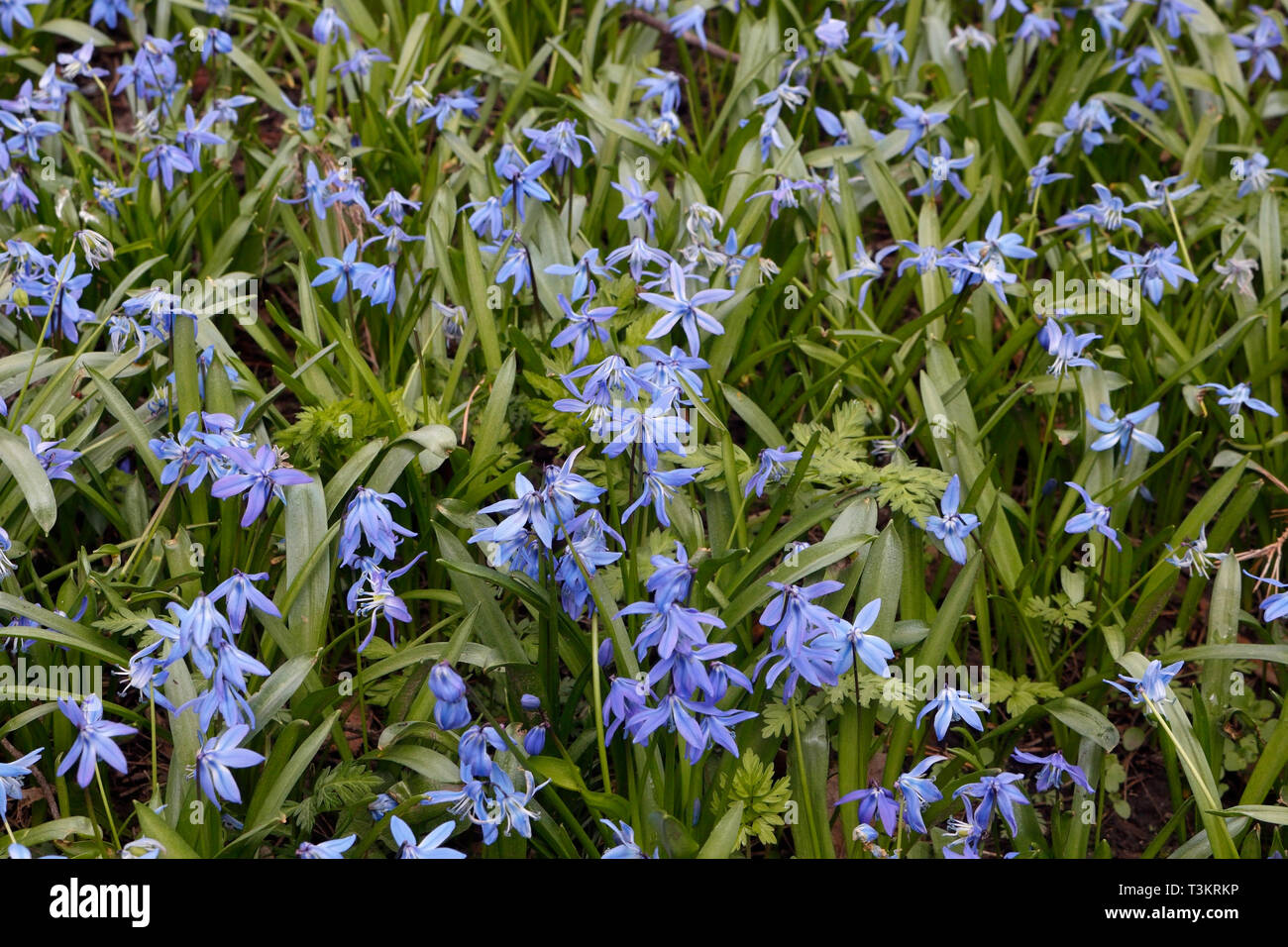 Blue flowers in spring hi-res stock photography and images - Alamy