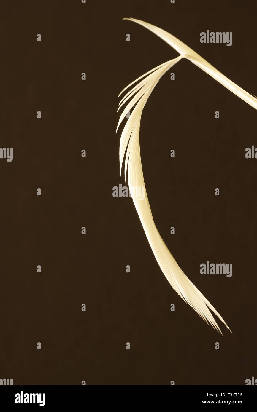 image showing close up detail of a white feather that has been twisted ...