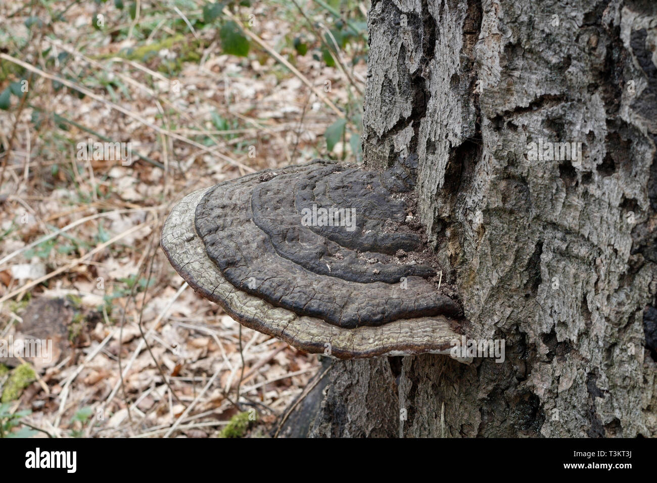 Oak tree Fungus, Ganodema Stock Photo - Alamy