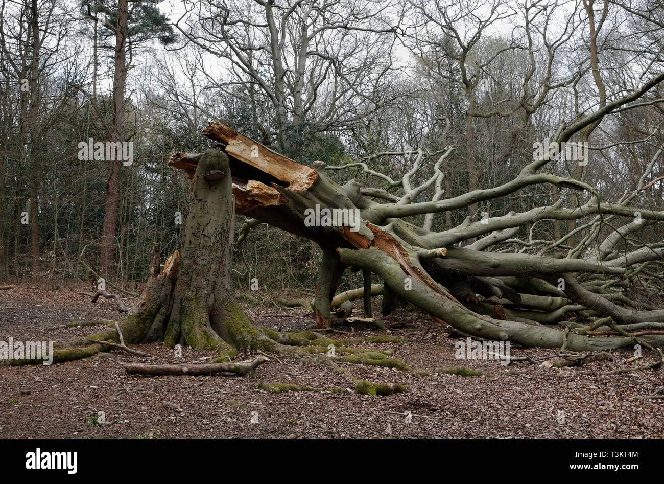 Ancient fallen tree High Resolution Stock Photography and Images - Alamy