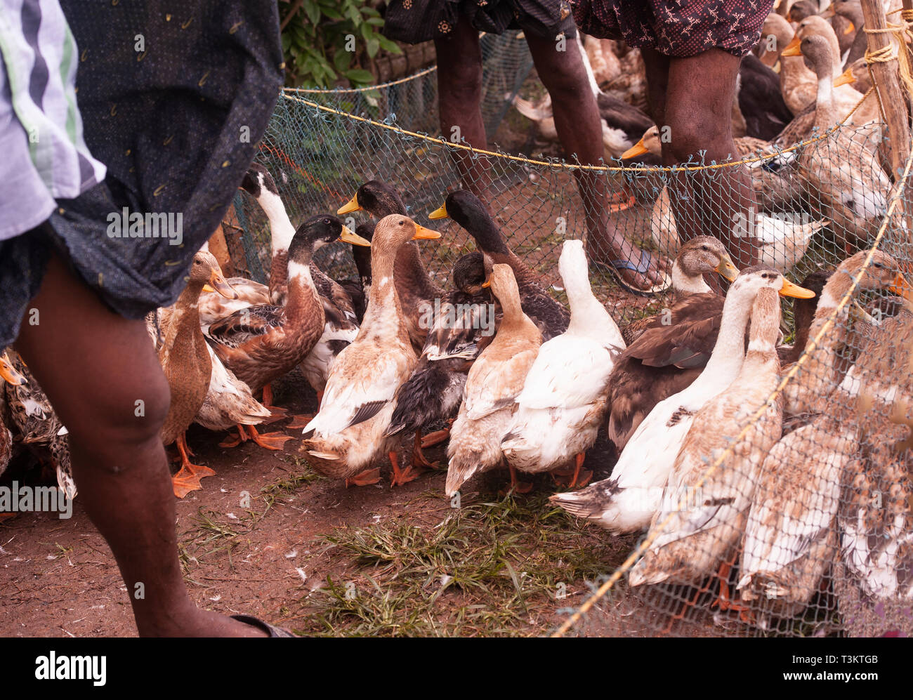 Duck ,farming,Alappy,Alphuza,commercial ,activity,Kerala,India Stock ...