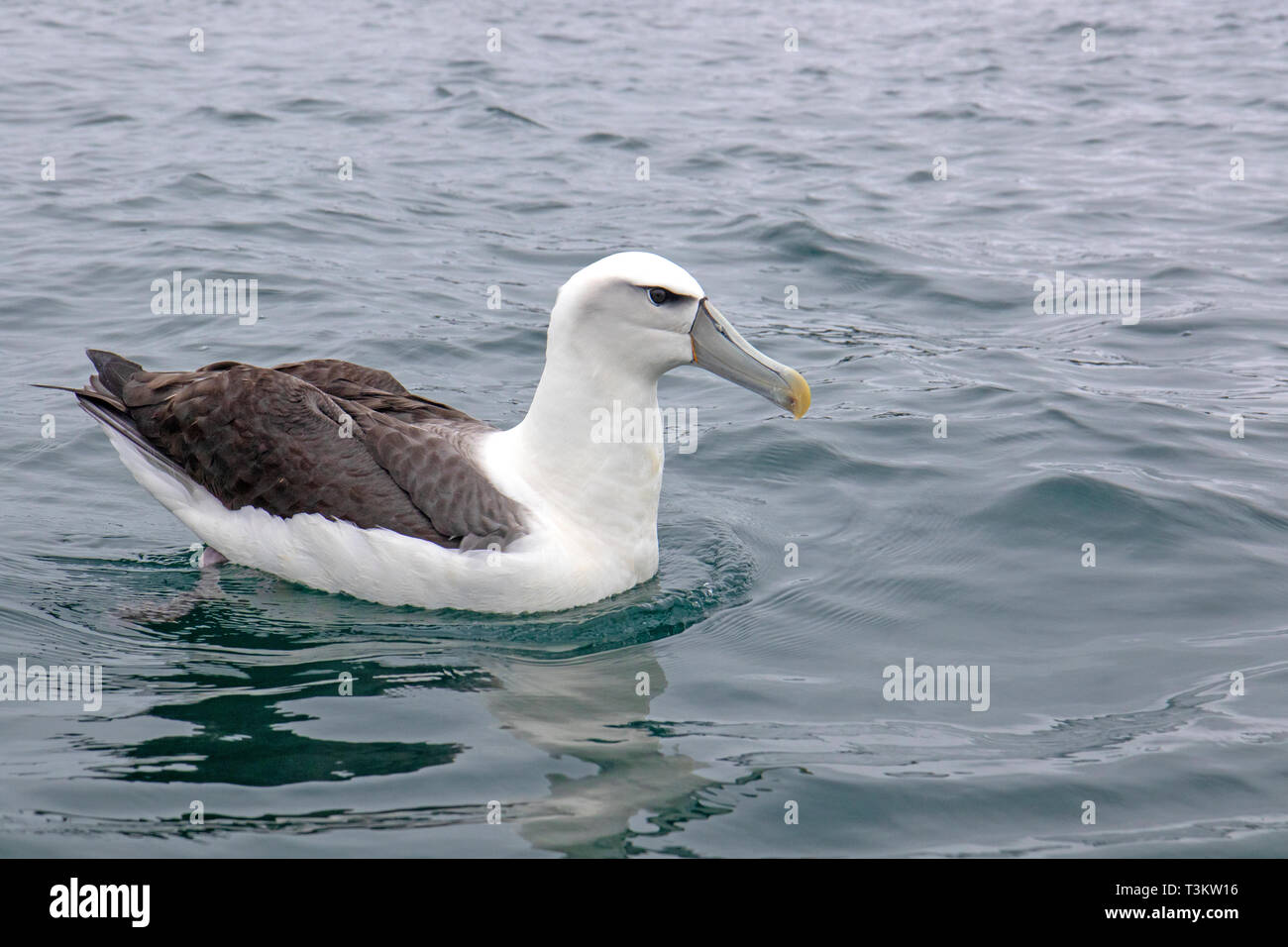 White capped albatross hi-res stock photography and images - Alamy