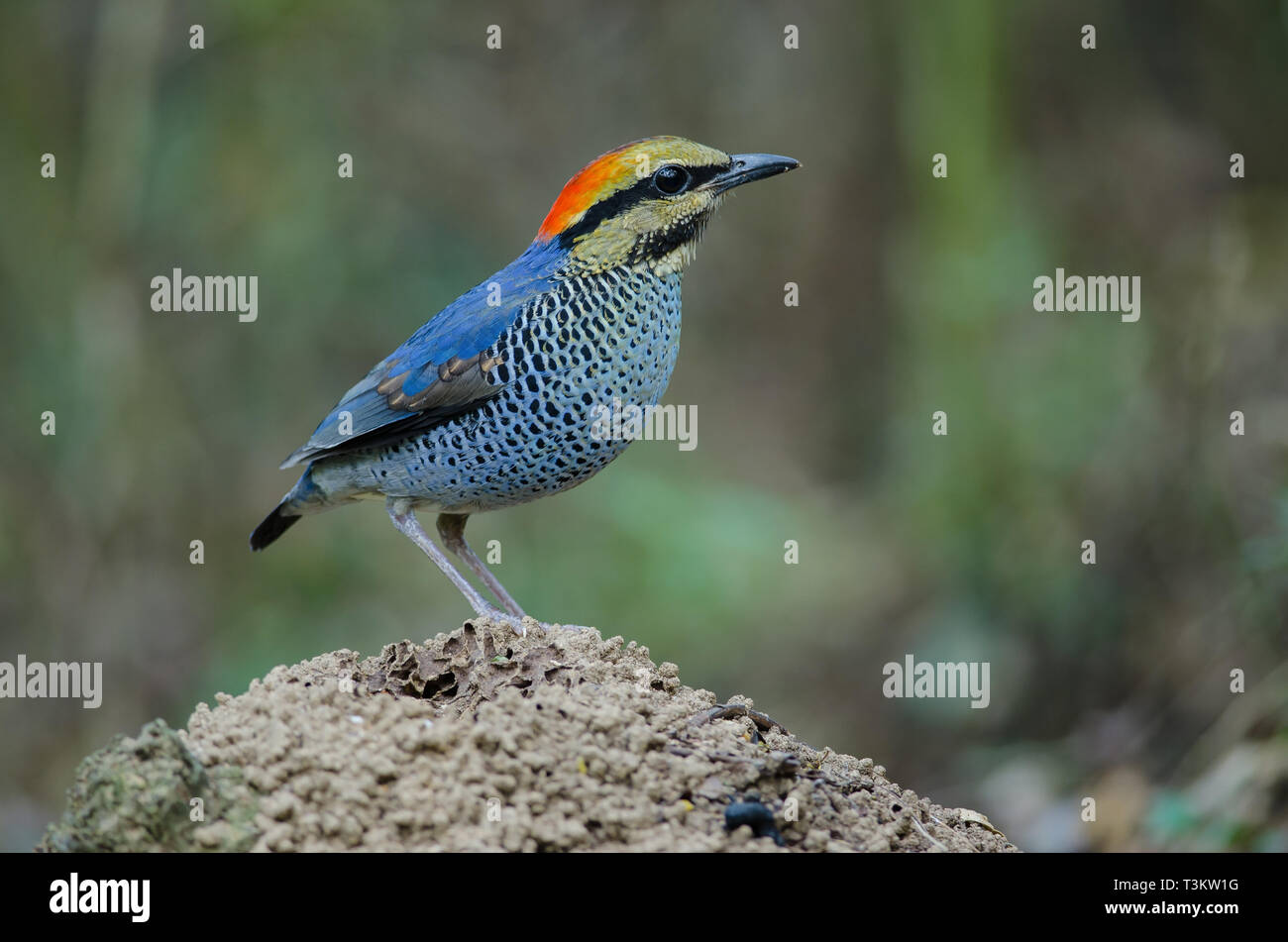 Male of blue pitta (Pitta cyanea) in nature, Thailand Stock Photo - Alamy