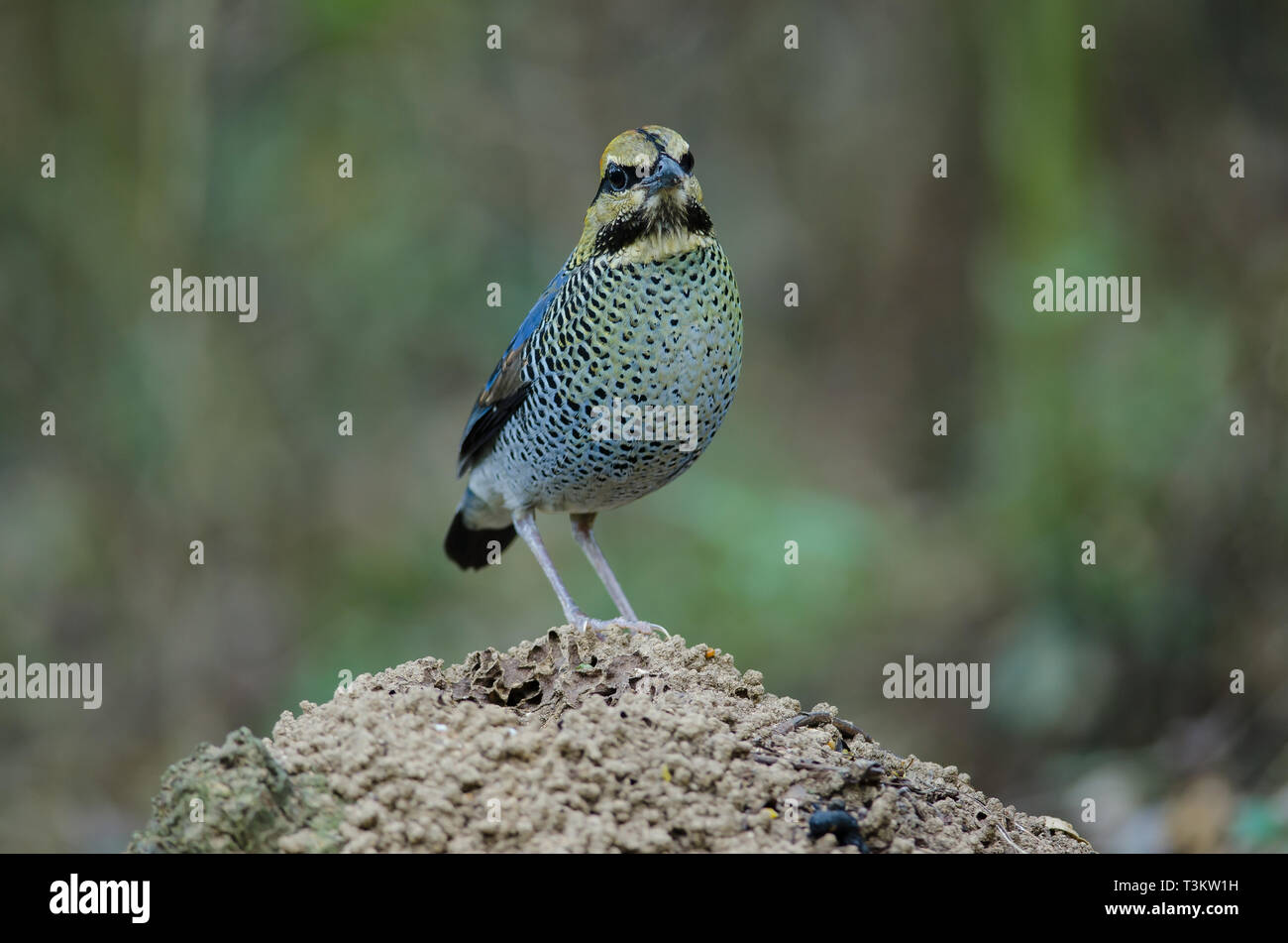 Male of blue pitta (Pitta cyanea) in nature, Thailand Stock Photo - Alamy