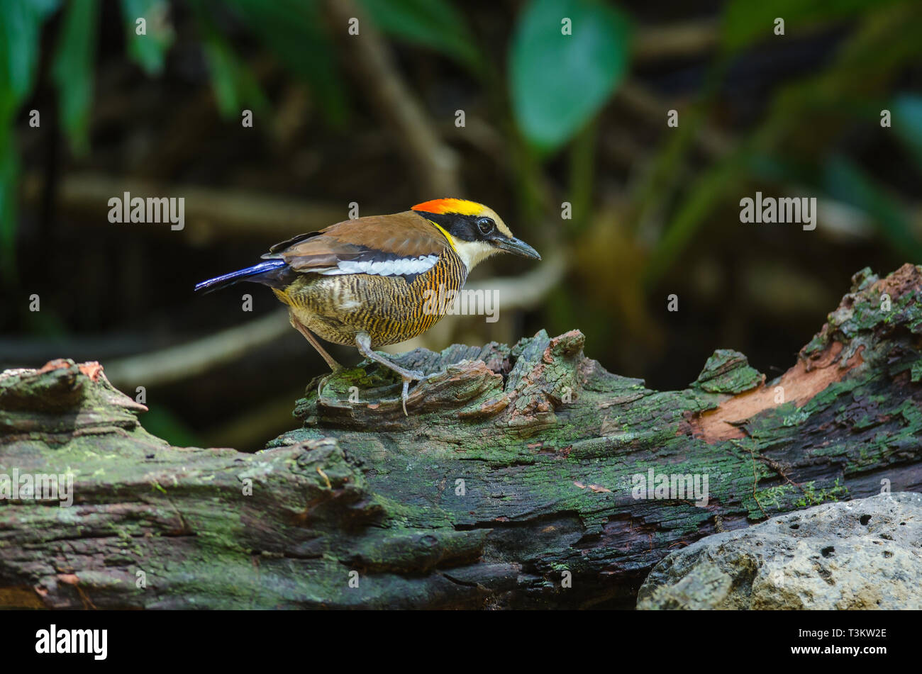 Beautiful female of Malayan Banded Pitta ( Hydrornis irena) in nature ...
