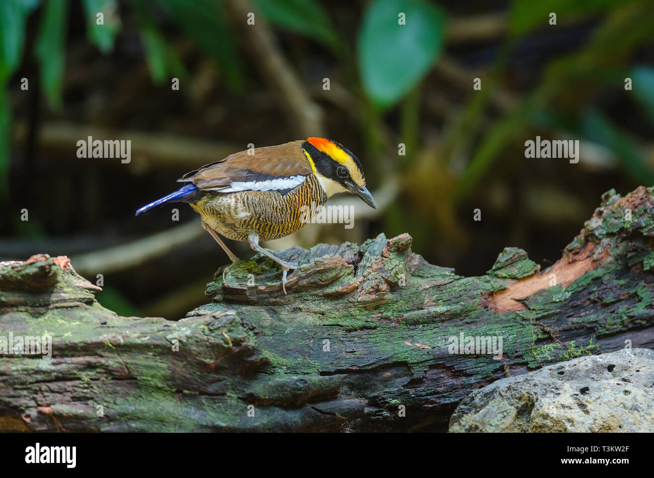 Beautiful female of Malayan Banded Pitta ( Hydrornis irena) in nature ...