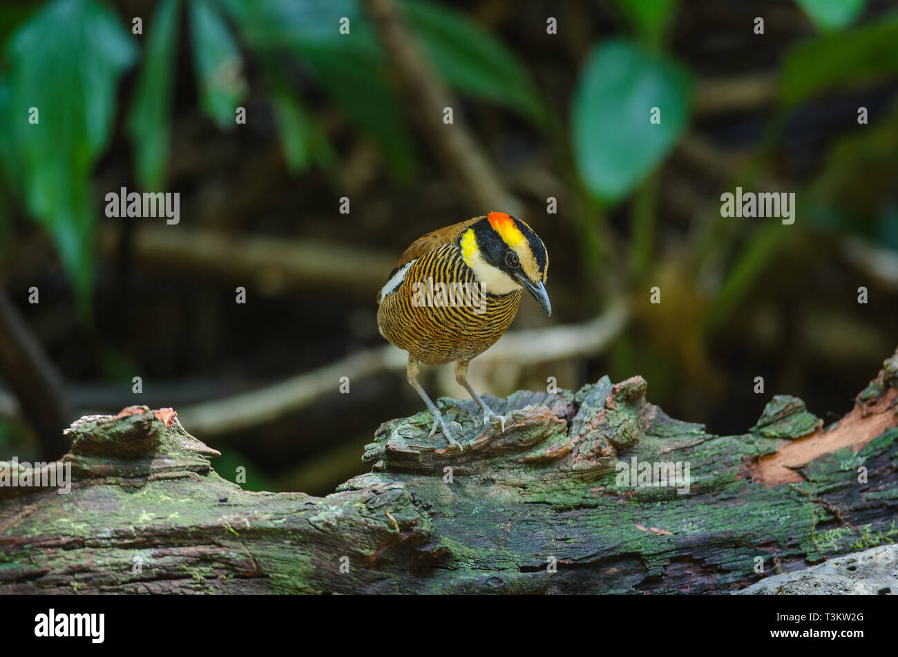 Beautiful female of Malayan Banded Pitta ( Hydrornis irena) in nature ...