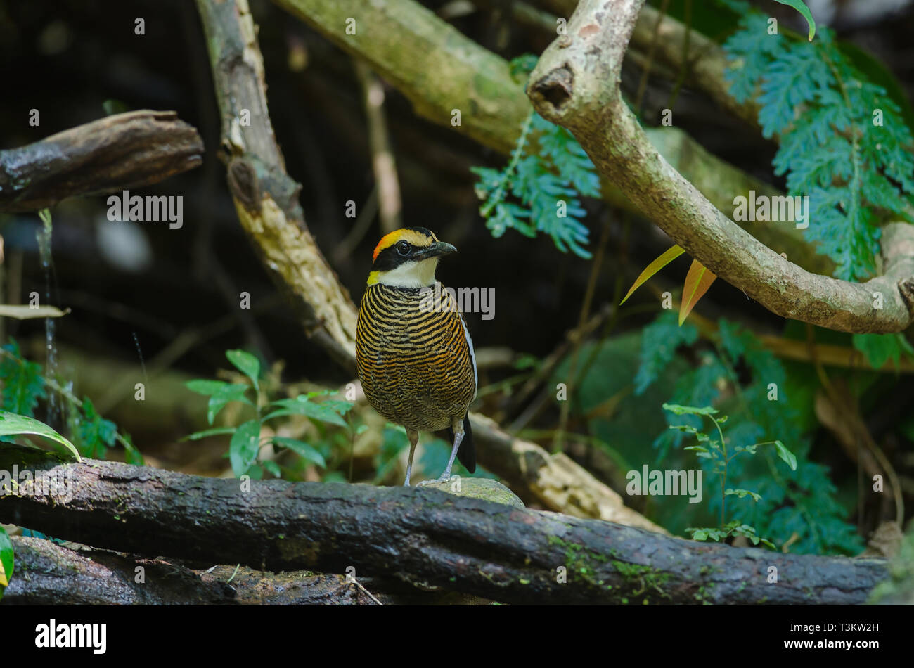 Beautiful female of Malayan Banded Pitta ( Hydrornis irena) in nature ...