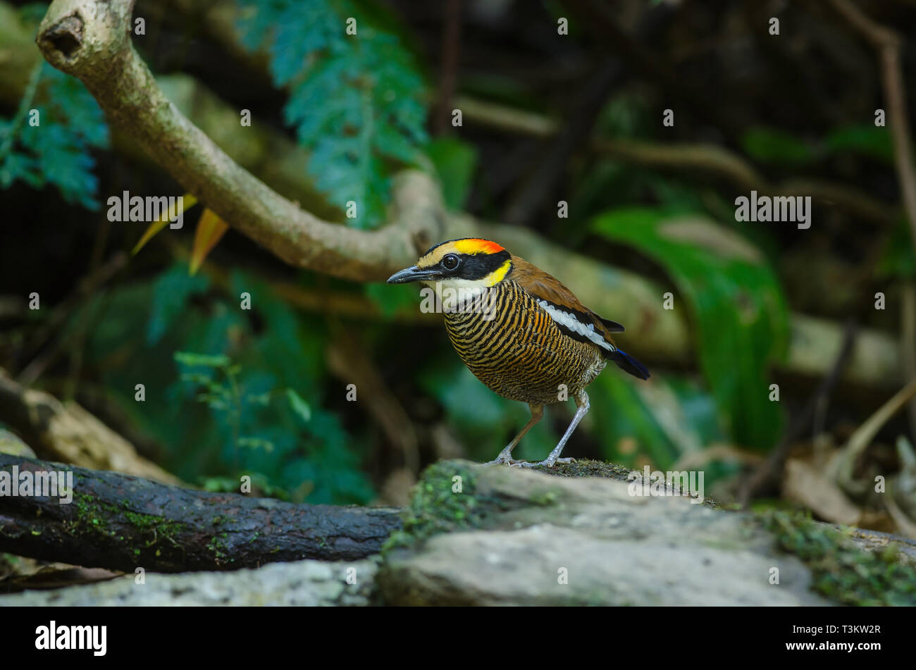 Beautiful female of Malayan Banded Pitta ( Hydrornis irena) in nature ...