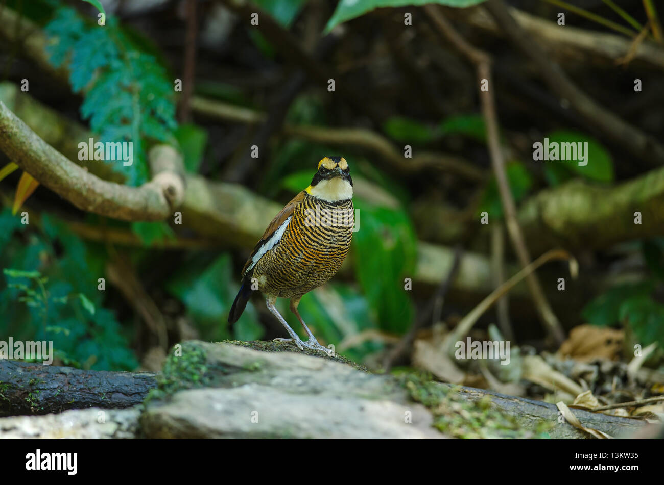 Beautiful female of Malayan Banded Pitta ( Hydrornis irena) in nature ...