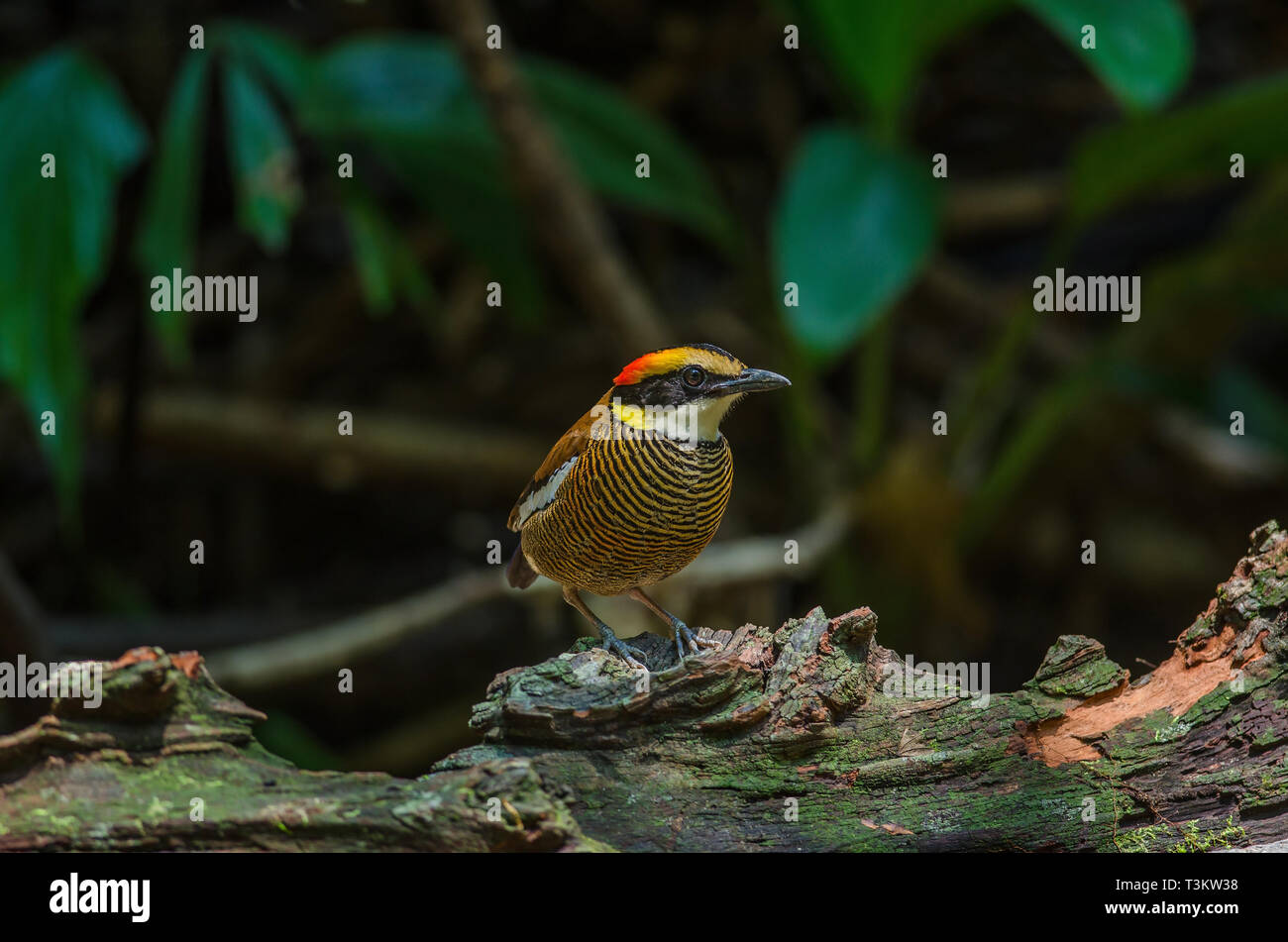 Beautiful female of Malayan Banded Pitta ( Hydrornis irena) in nature ...