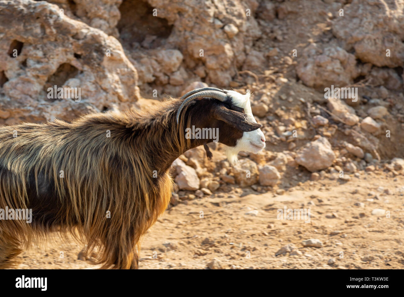 Wild goats freely wondering around Yiti, Muscat, Sultanate of Oman ...