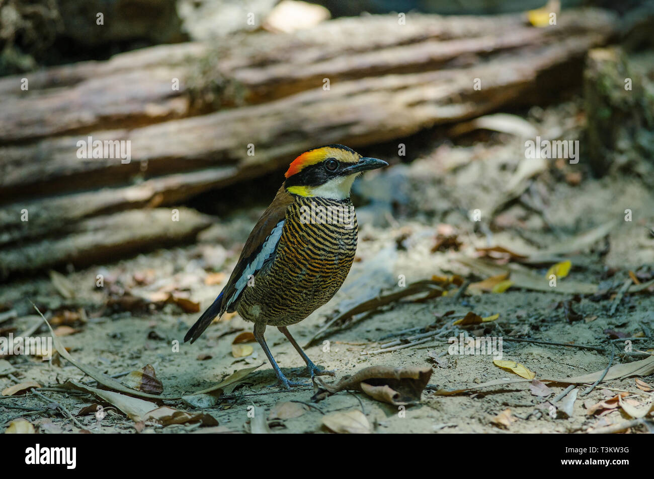 Beautiful female of Malayan Banded Pitta ( Hydrornis irena) in nature ...