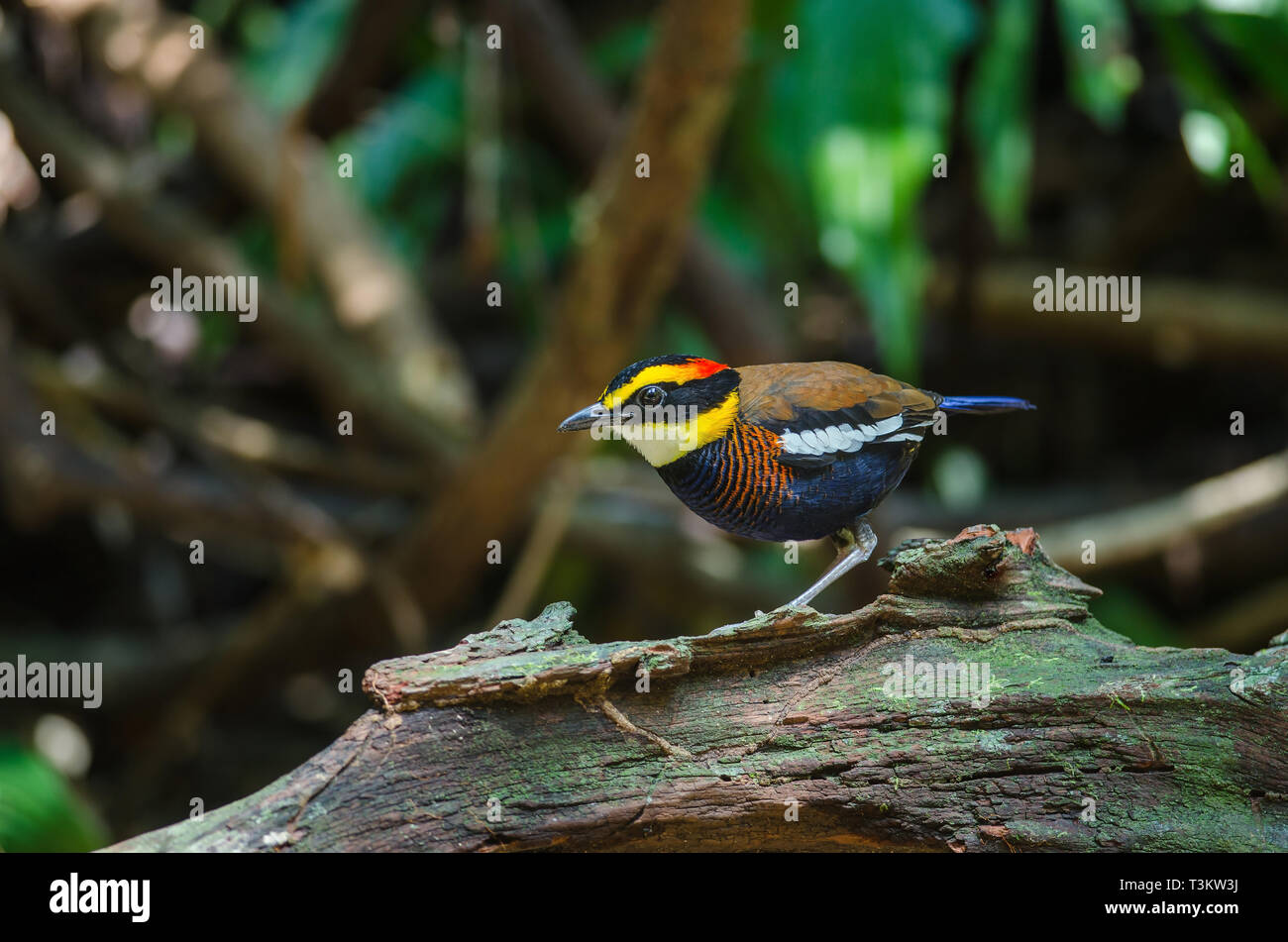 Colorful Pitta, male Malayan Banded Pitta (Pitta irena) standing on the ...