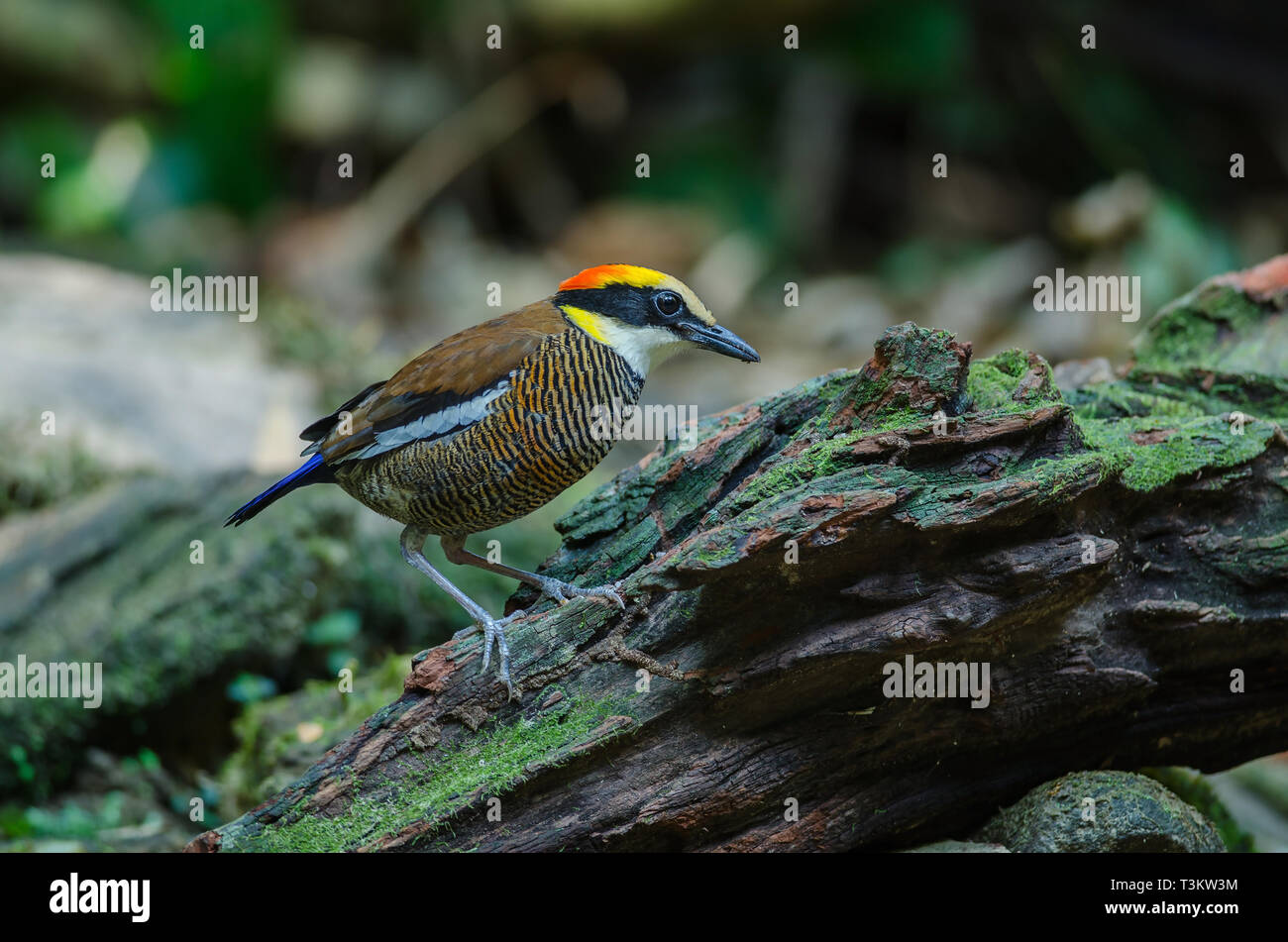 Beautiful female of Malayan Banded Pitta ( Hydrornis irena) in nature ...
