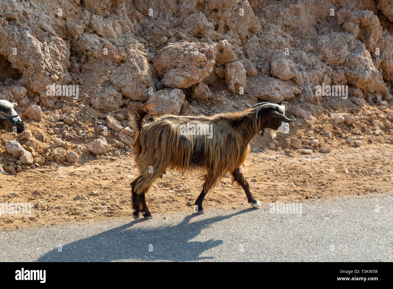 Wild goats freely wondering around Yiti, Muscat, Sultanate of Oman ...
