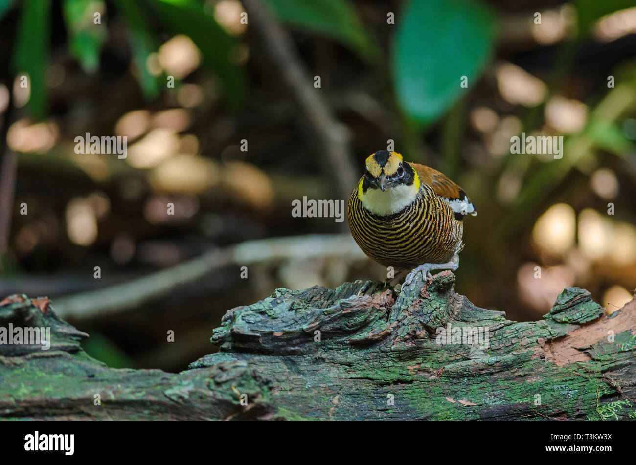 Beautiful female of Malayan Banded Pitta ( Hydrornis irena) in nature ...