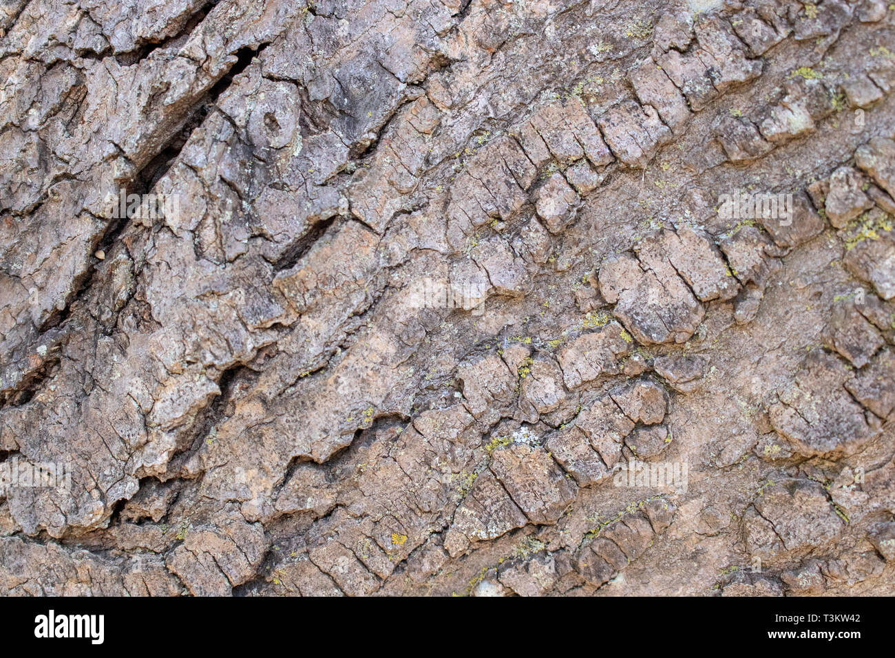 Tree Bark for Textured Background Stock Photo - Alamy