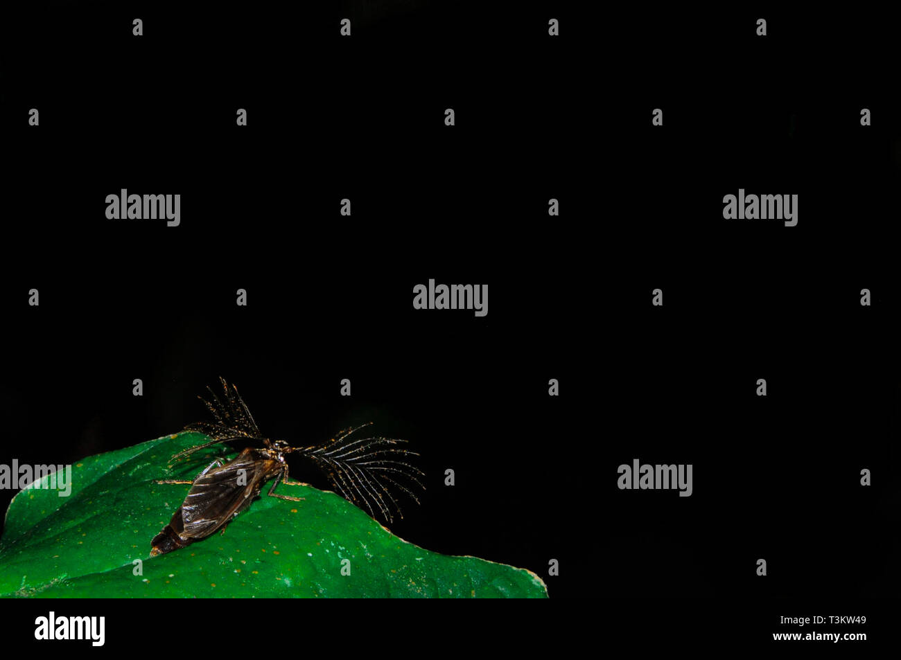 Insect with black background Stock Photo - Alamy
