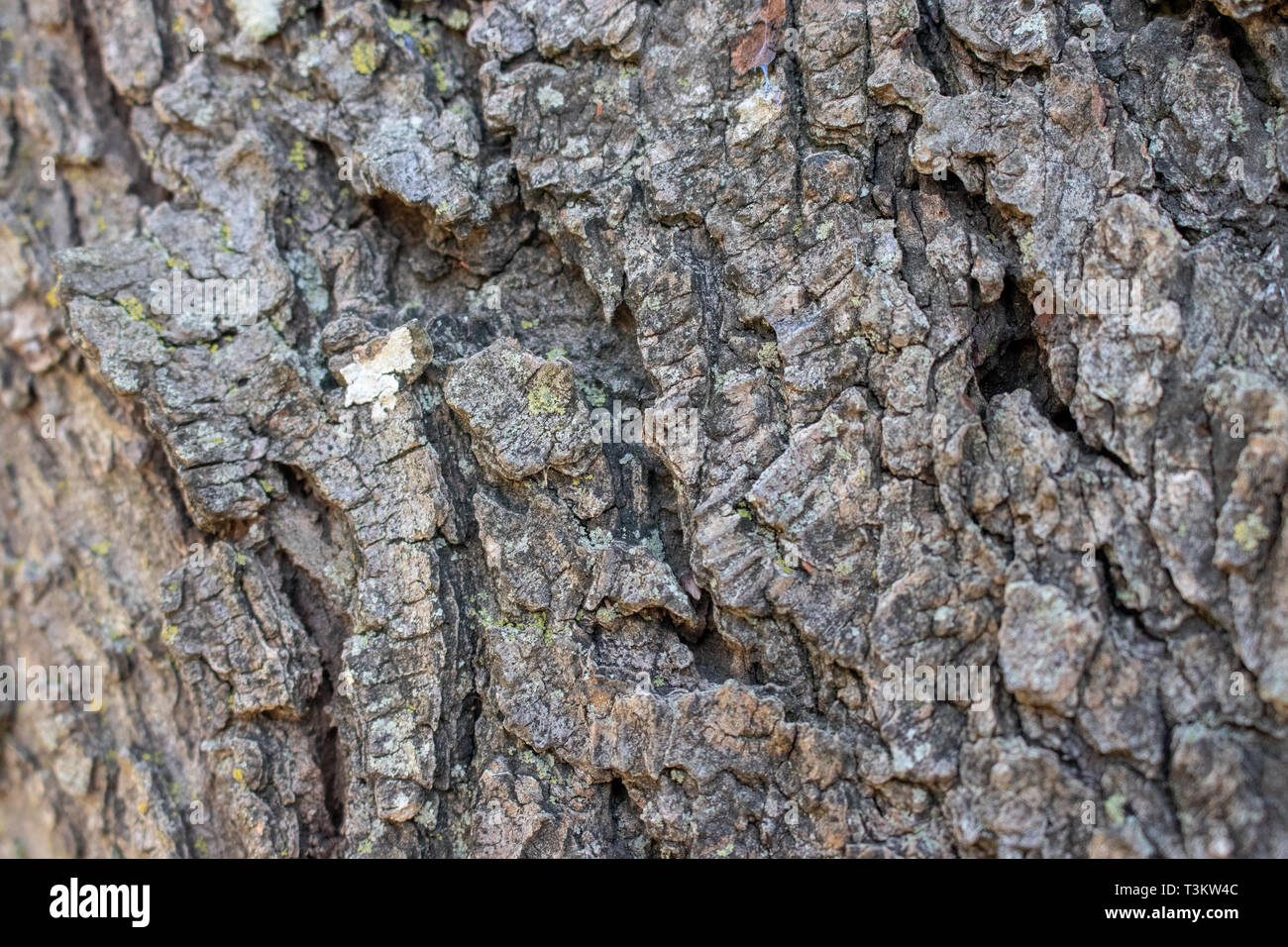 Tree Bark for Textured Background Stock Photo - Alamy