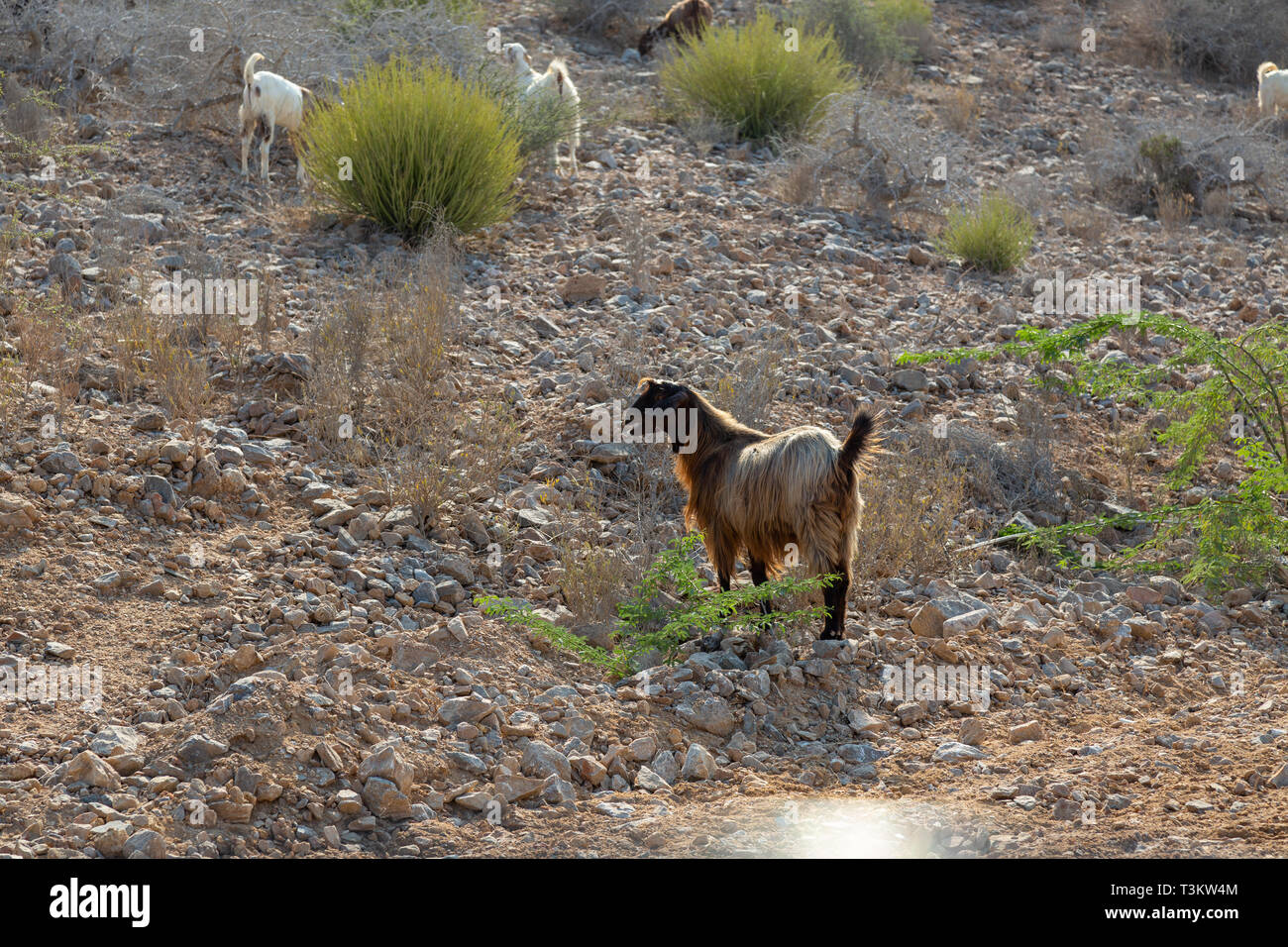 Wild goats freely wondering around Yiti, Muscat, Sultanate of Oman ...