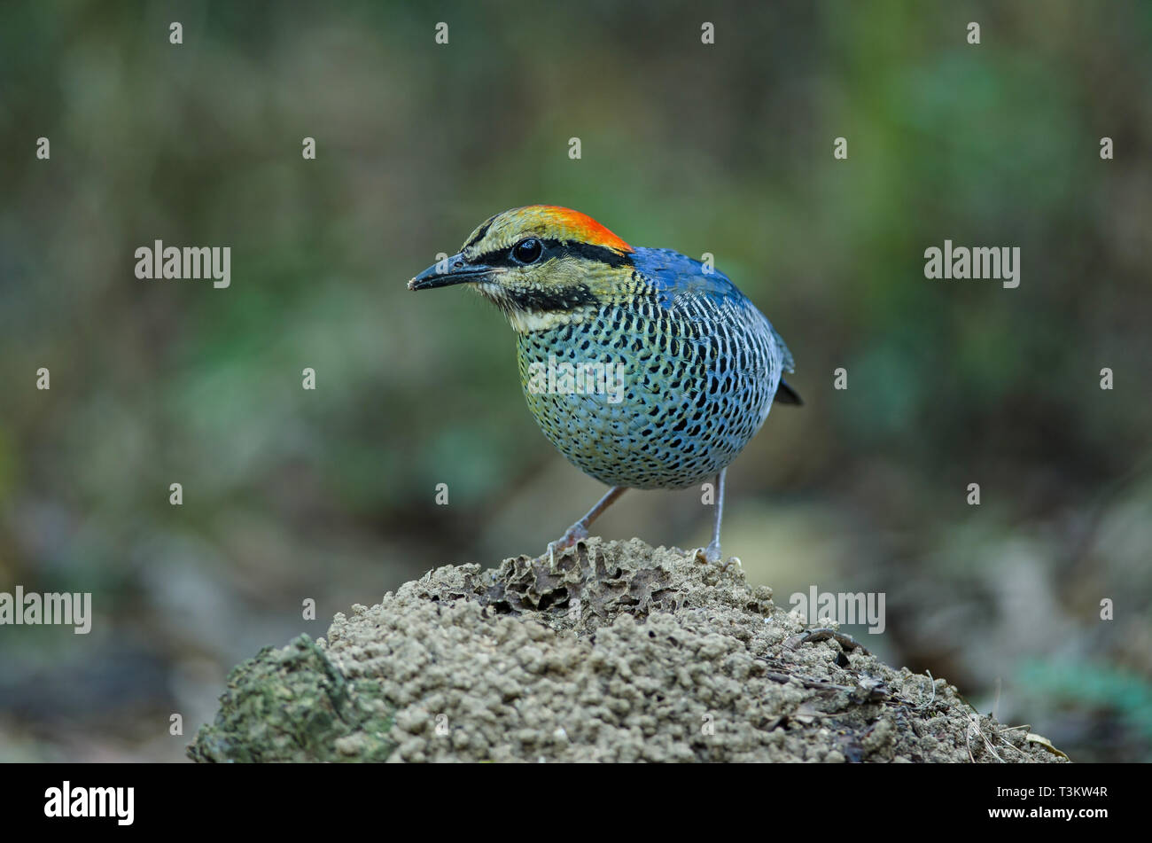 Male of blue pitta (Pitta cyanea) in nature, Thailand Stock Photo - Alamy