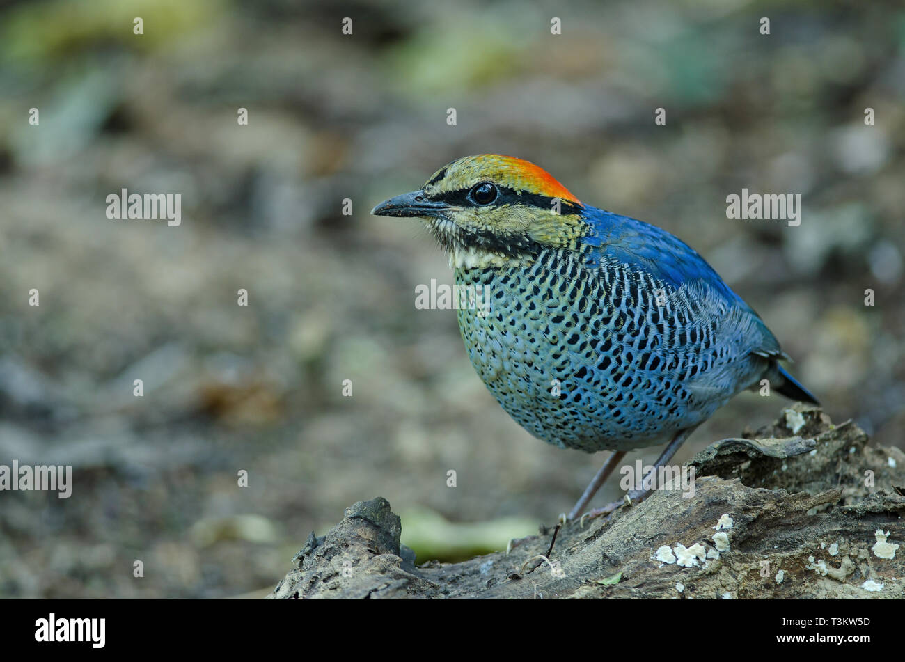 Male of blue pitta (Pitta cyanea) in nature, Thailand Stock Photo - Alamy