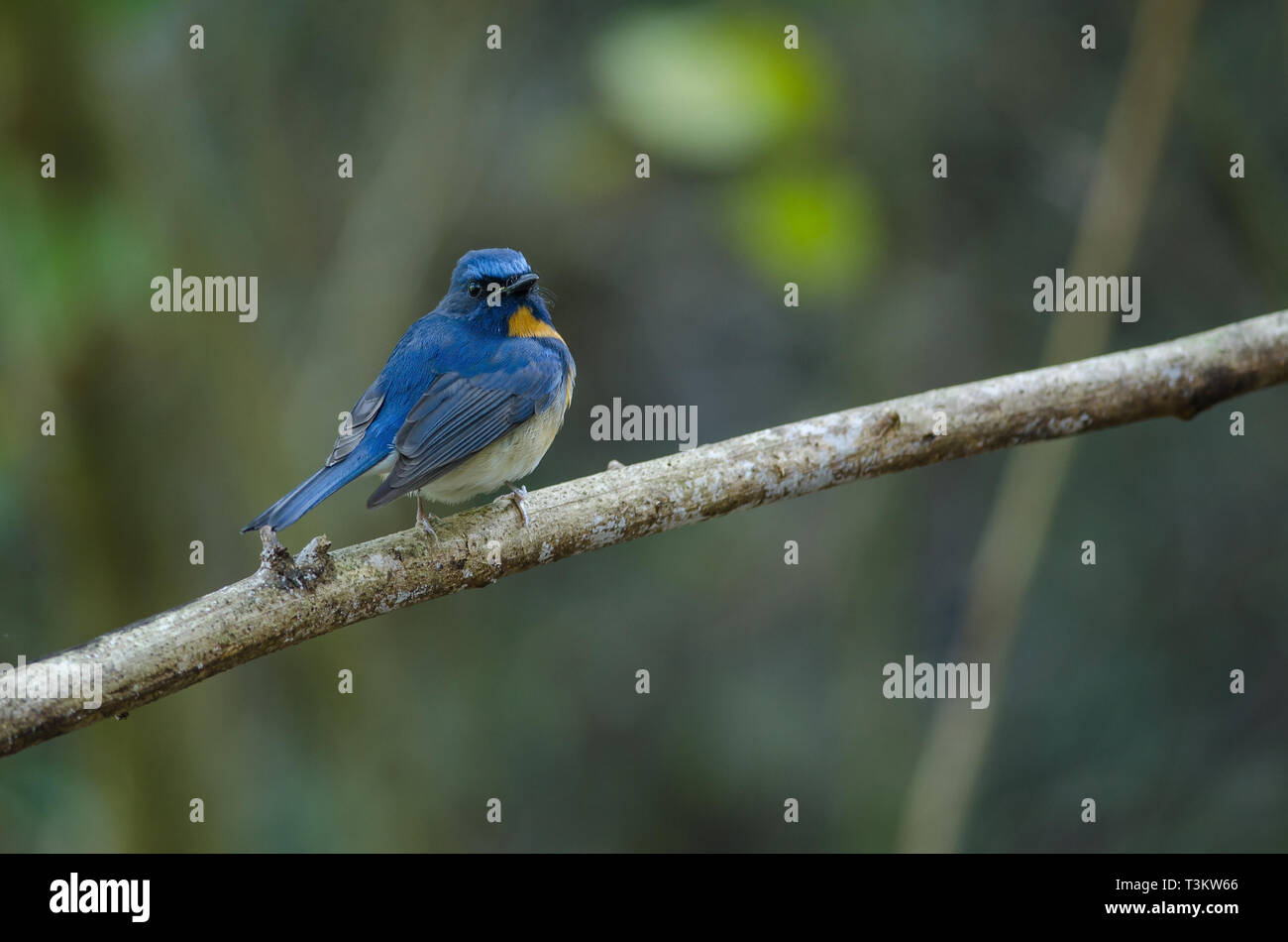 The hill blue flycatcher hi-res stock photography and images - Alamy