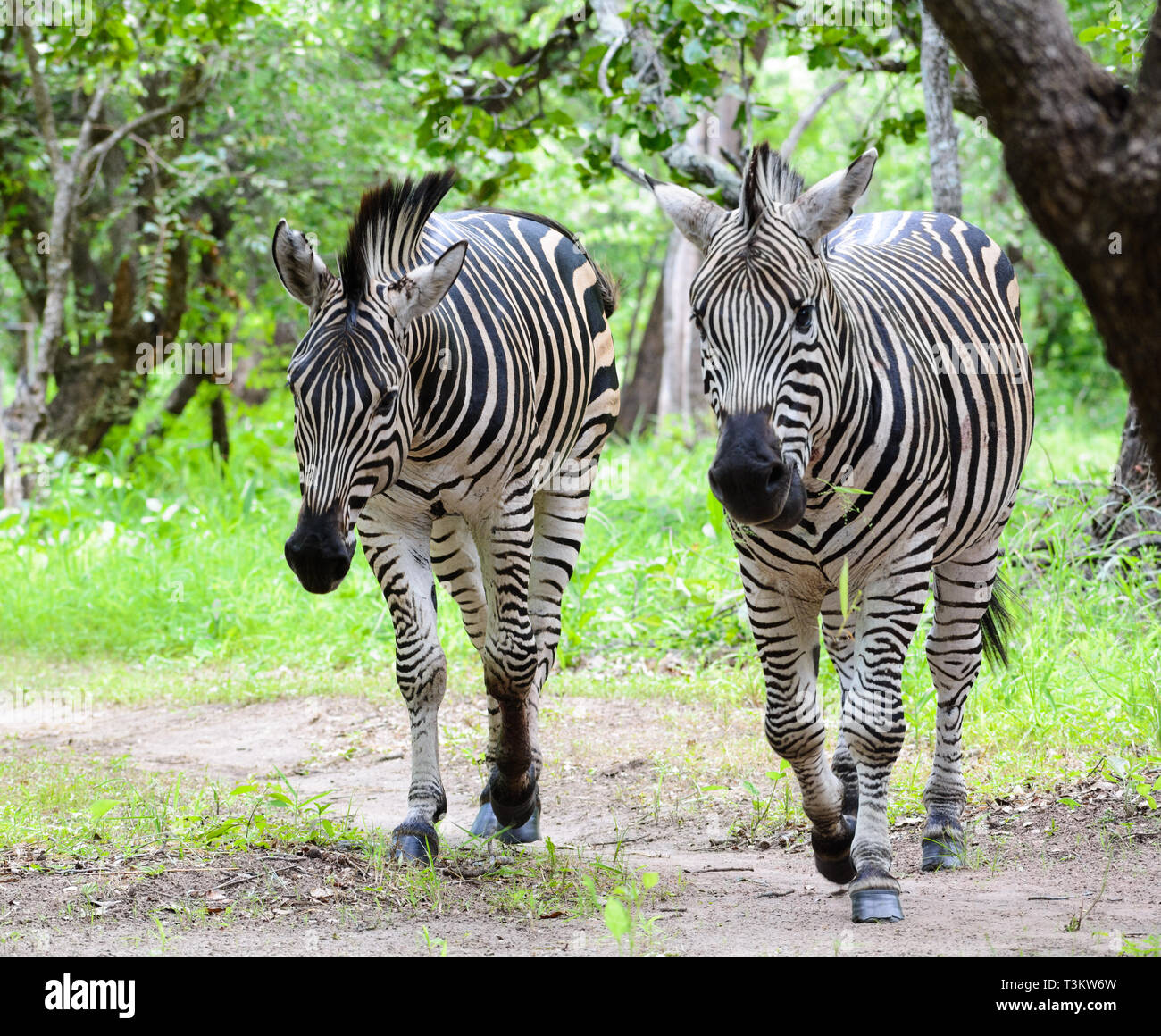 Zebra walk hi-res stock photography and images - Alamy