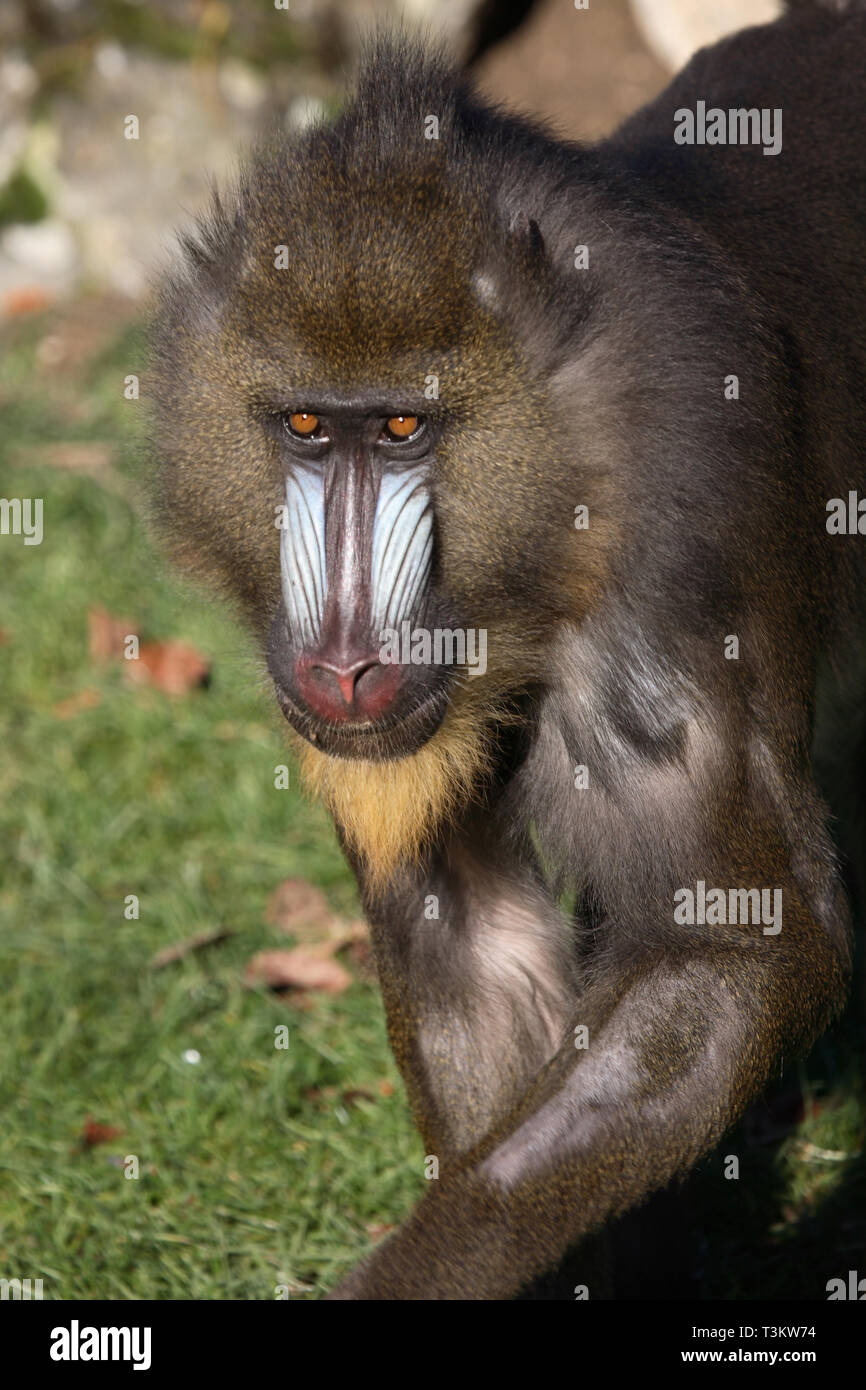 Mandrill / Mandrill / Mandrillus sphinx Stock Photo - Alamy