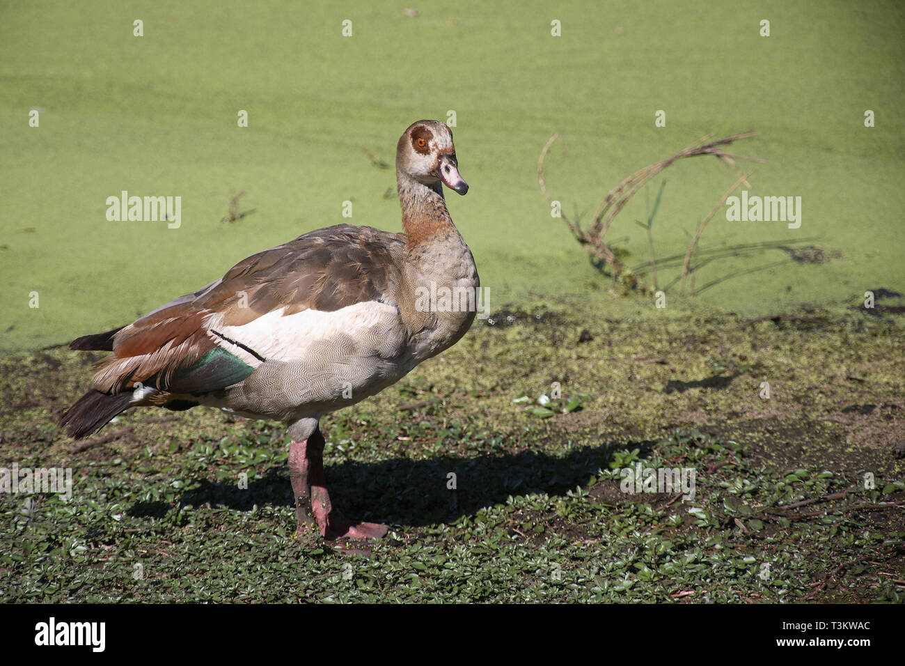 Nilgans / Egyptian Goose / Alopochen aegyptiacus Stock Photo - Alamy