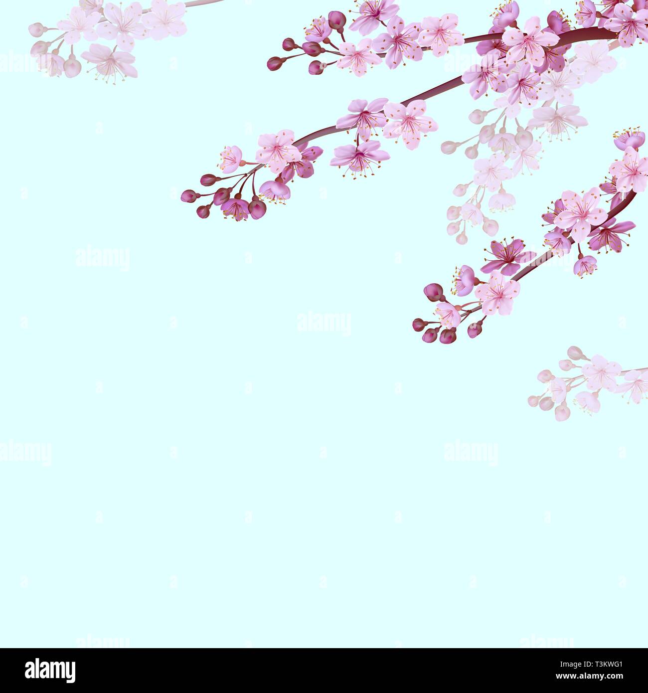 Realistic chinese pink sakura background on soft blue sky background ...