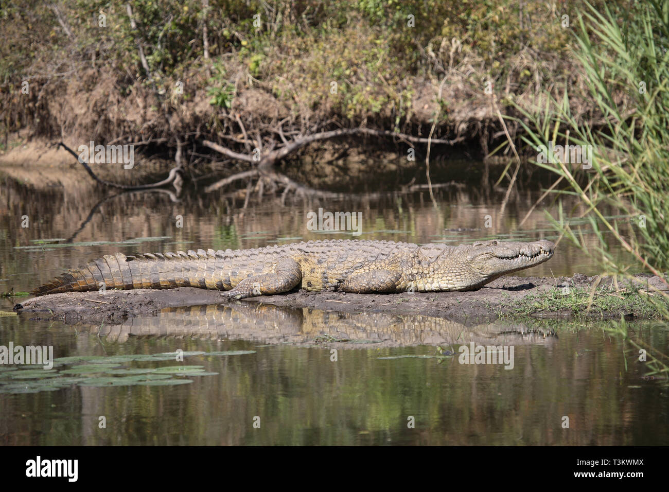 Nilkrokodil / Nile Crocodile / Crocodylus Niloticus Stock Photo - Alamy