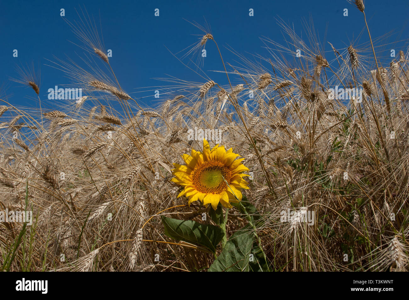 flowery field of sunflowers Stock Photo - Alamy