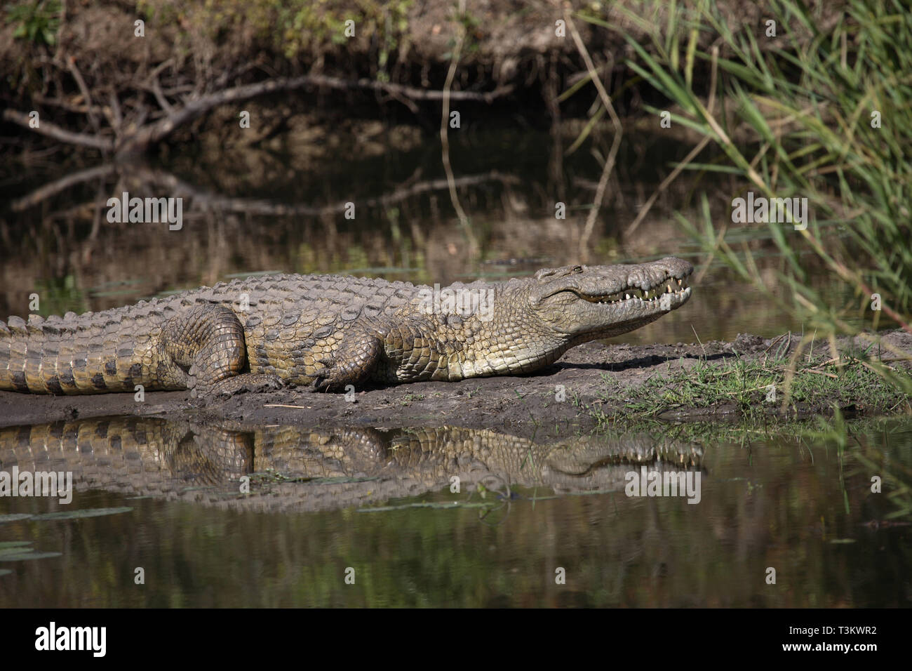 Nilkrokodil / Nile Crocodile / Crocodylus Niloticus Stock Photo - Alamy