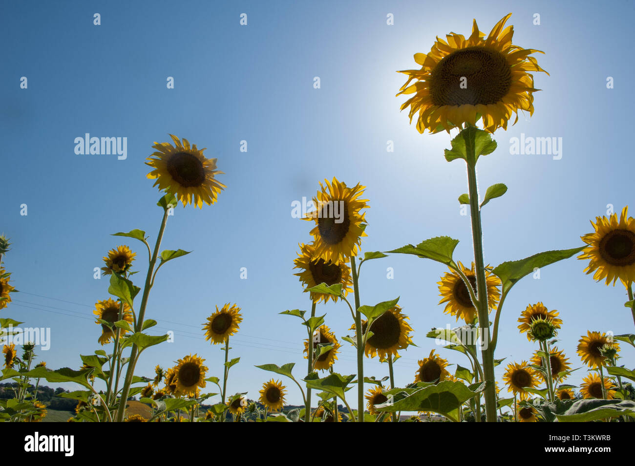 flowery field of sunflowers Stock Photo - Alamy