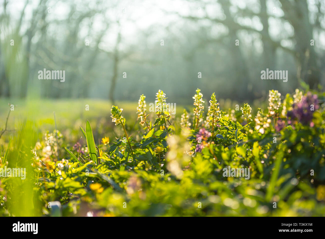 Beautiful garden spring flowers Stock Photo - Alamy