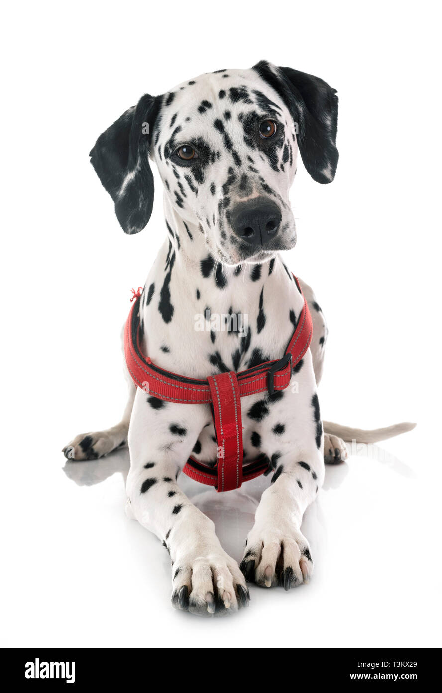 dalmatian dog in front of white background Stock Photo - Alamy