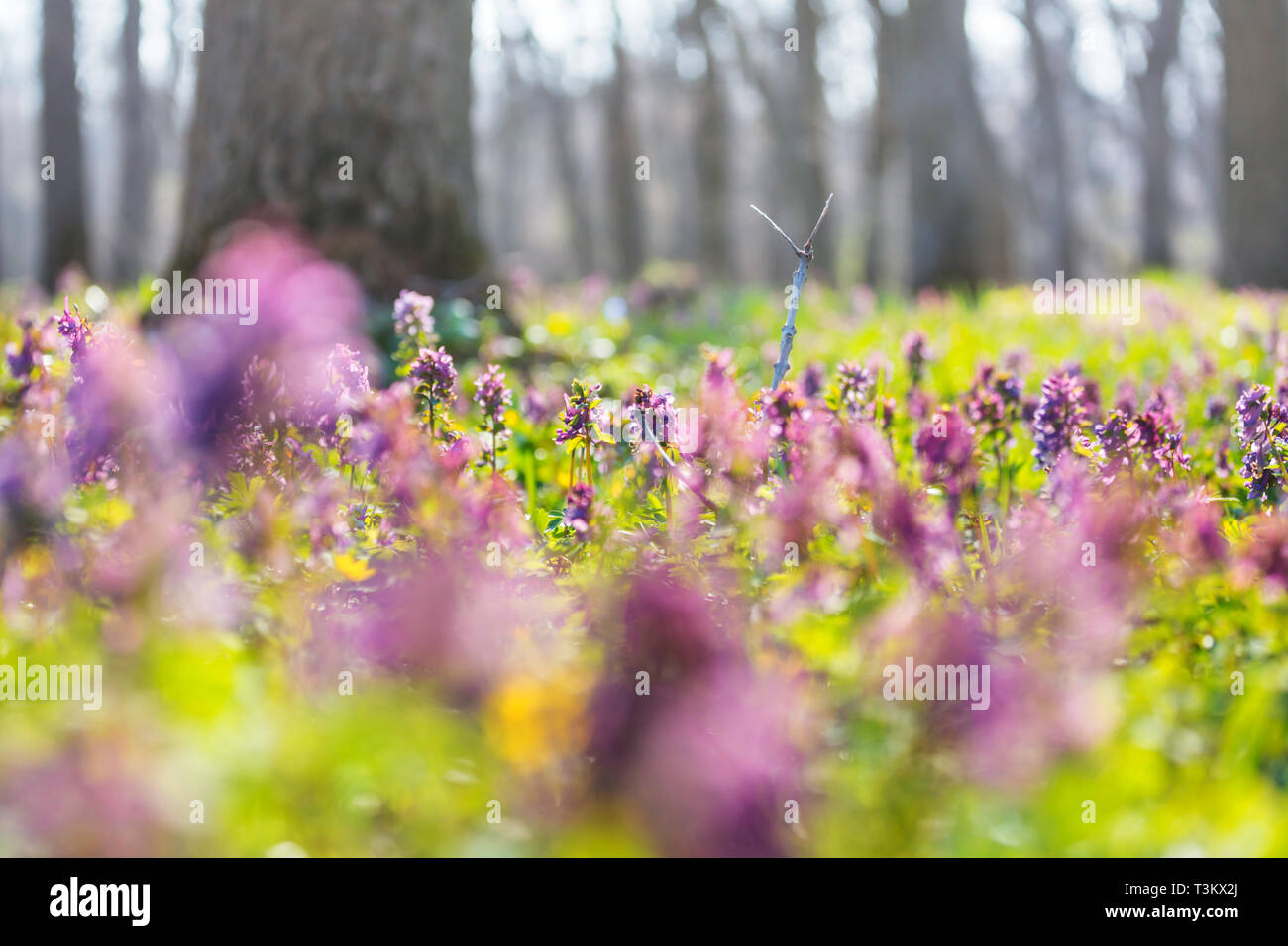 Beautiful woodland landscapes. Spring flowers In the forest Stock Photo ...