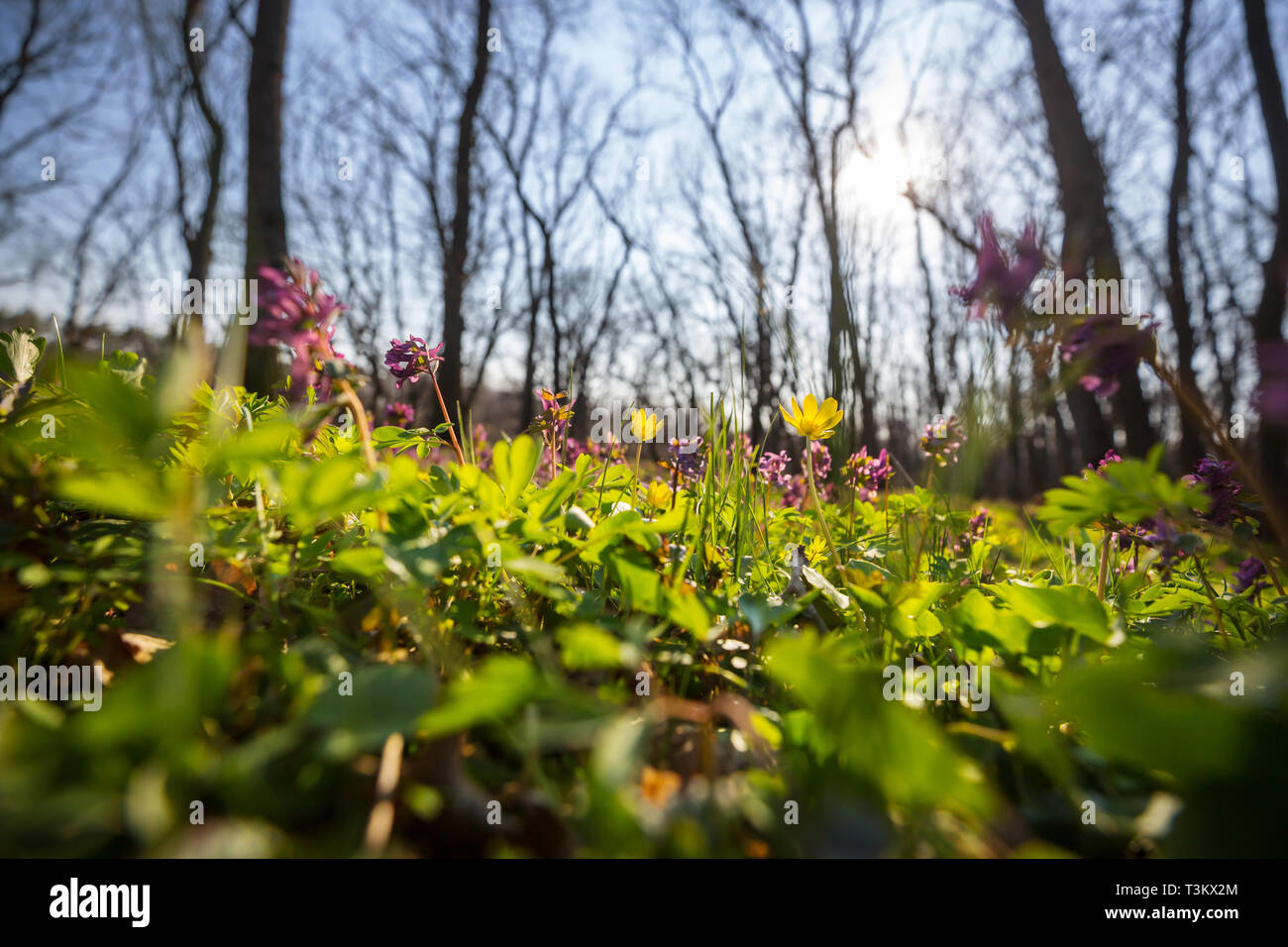 Beautiful woodland landscapes. Spring flowers In the forest Stock Photo ...